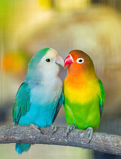 8 Hewan Paling Setia yang Bisa Dipelihara